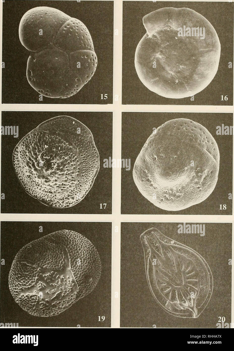 Cibicides sp hi-res stock photography and images - Alamy