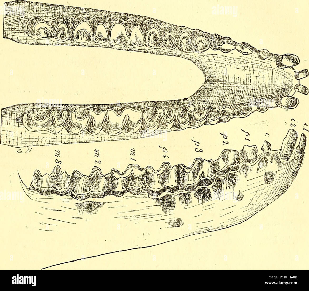 Diadiaphorus hi-res stock photography and images - Alamy