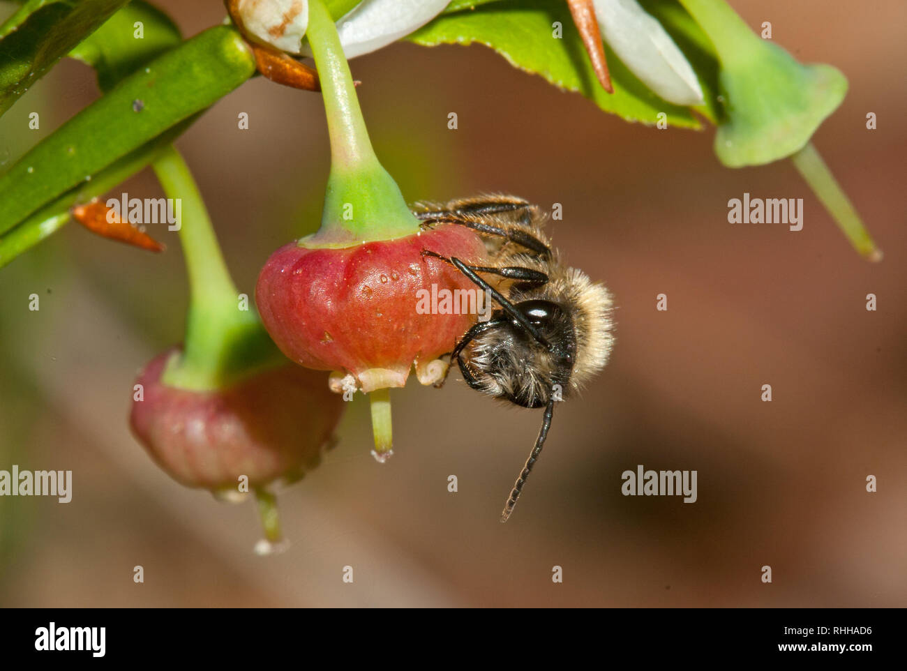 Wild bee pollination hi-res stock photography and images - Alamy