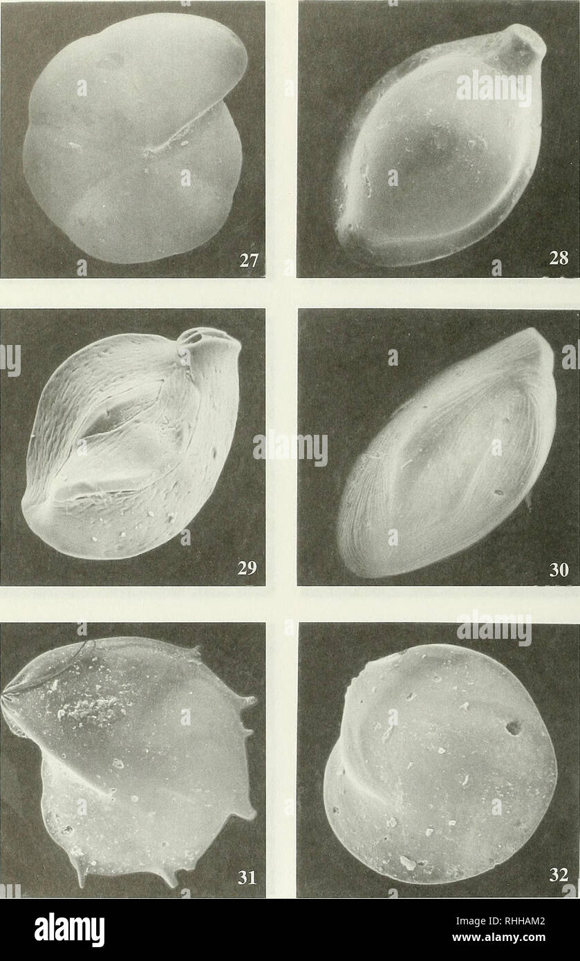 Quinqueloculina hi-res stock photography and images - Alamy