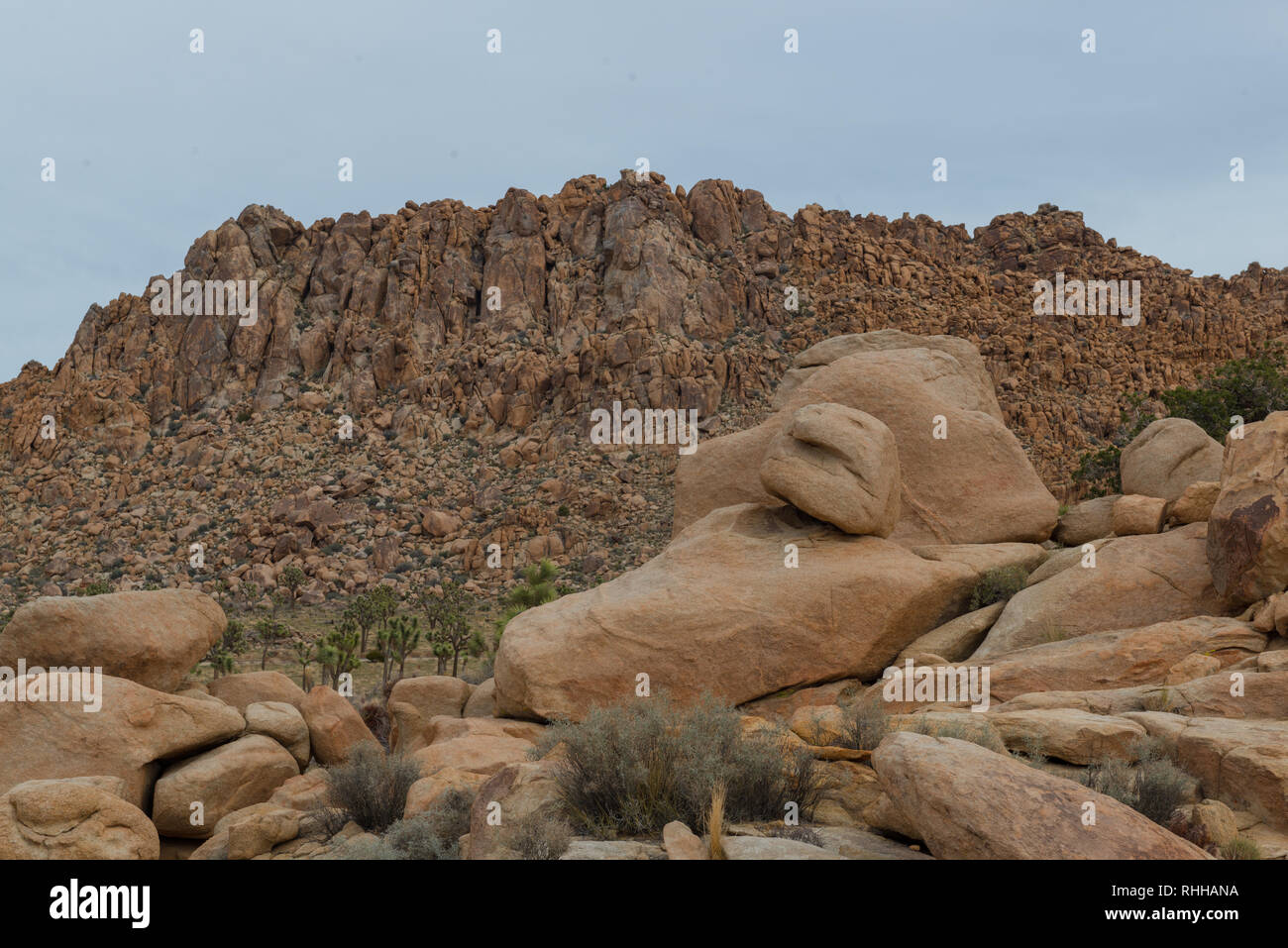 Landscape of the desert rocks, mountains and Joshua trees in Joshua ...