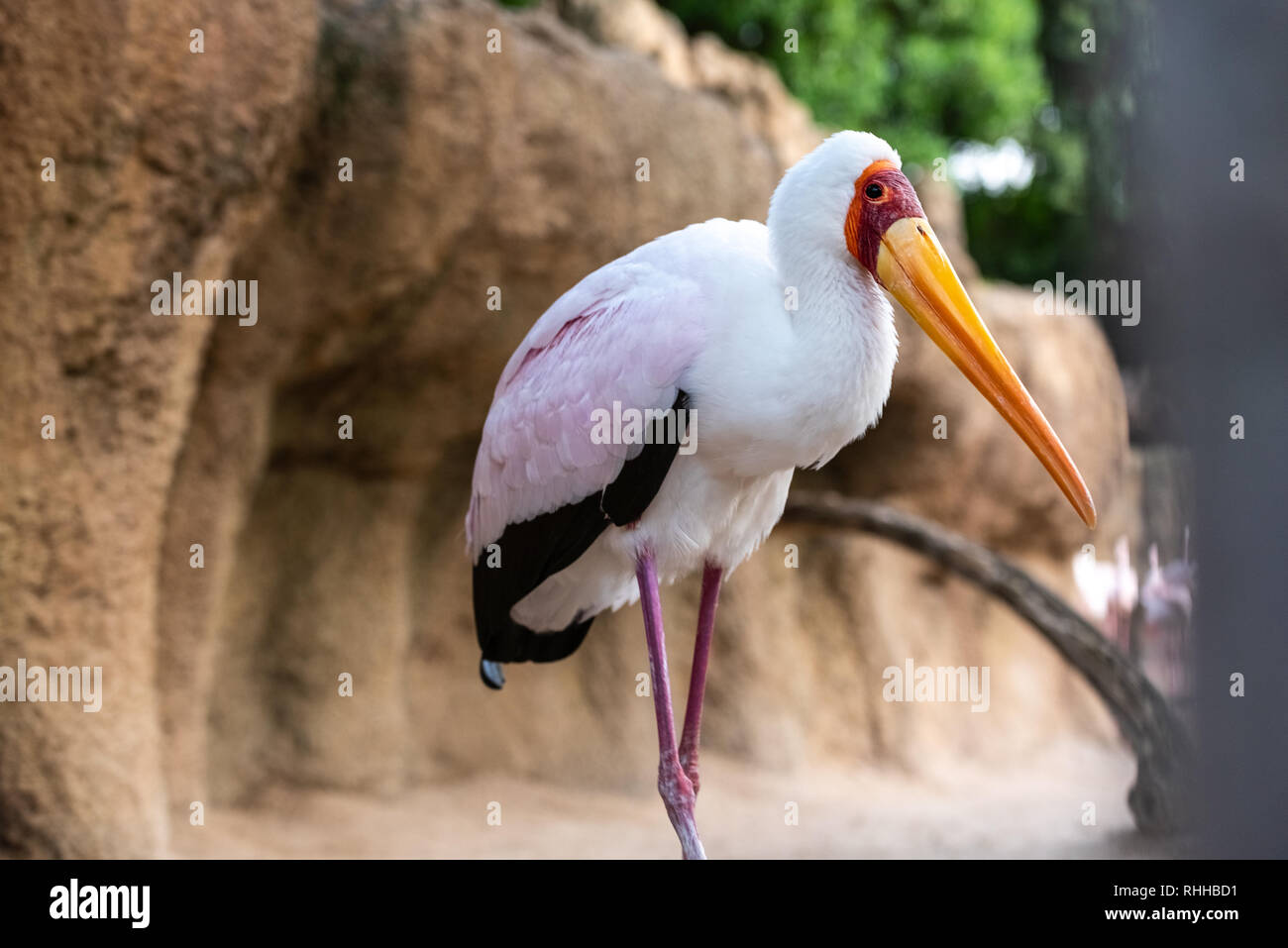 Tall slender birds hi-res stock photography and images - Alamy