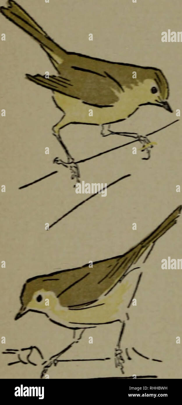 . Bodley Head natural history. Natural history; Birds. CHIFFCHAFF ...