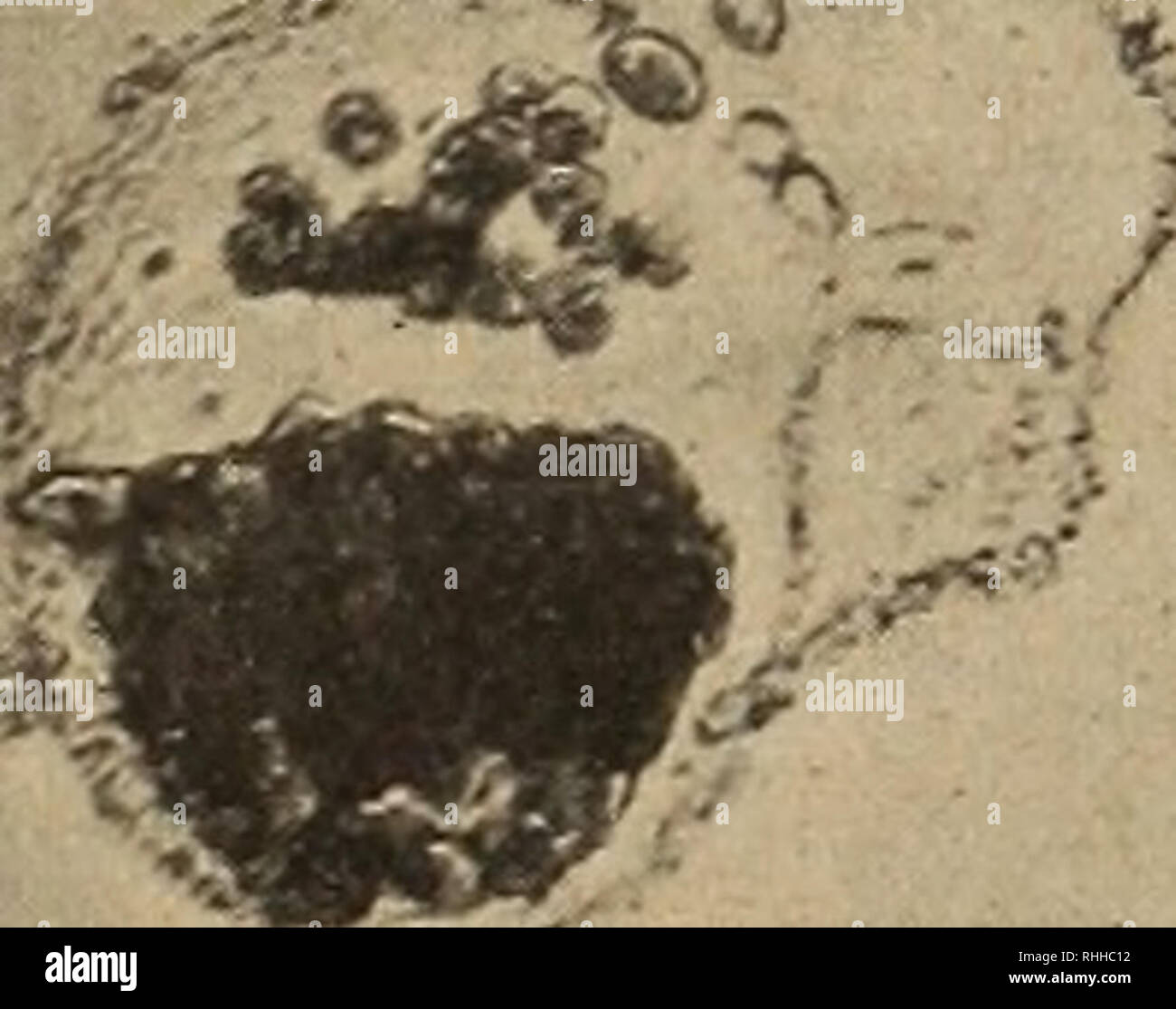 Ichthyophthirius multifiliis hi-res stock photography and images - Alamy