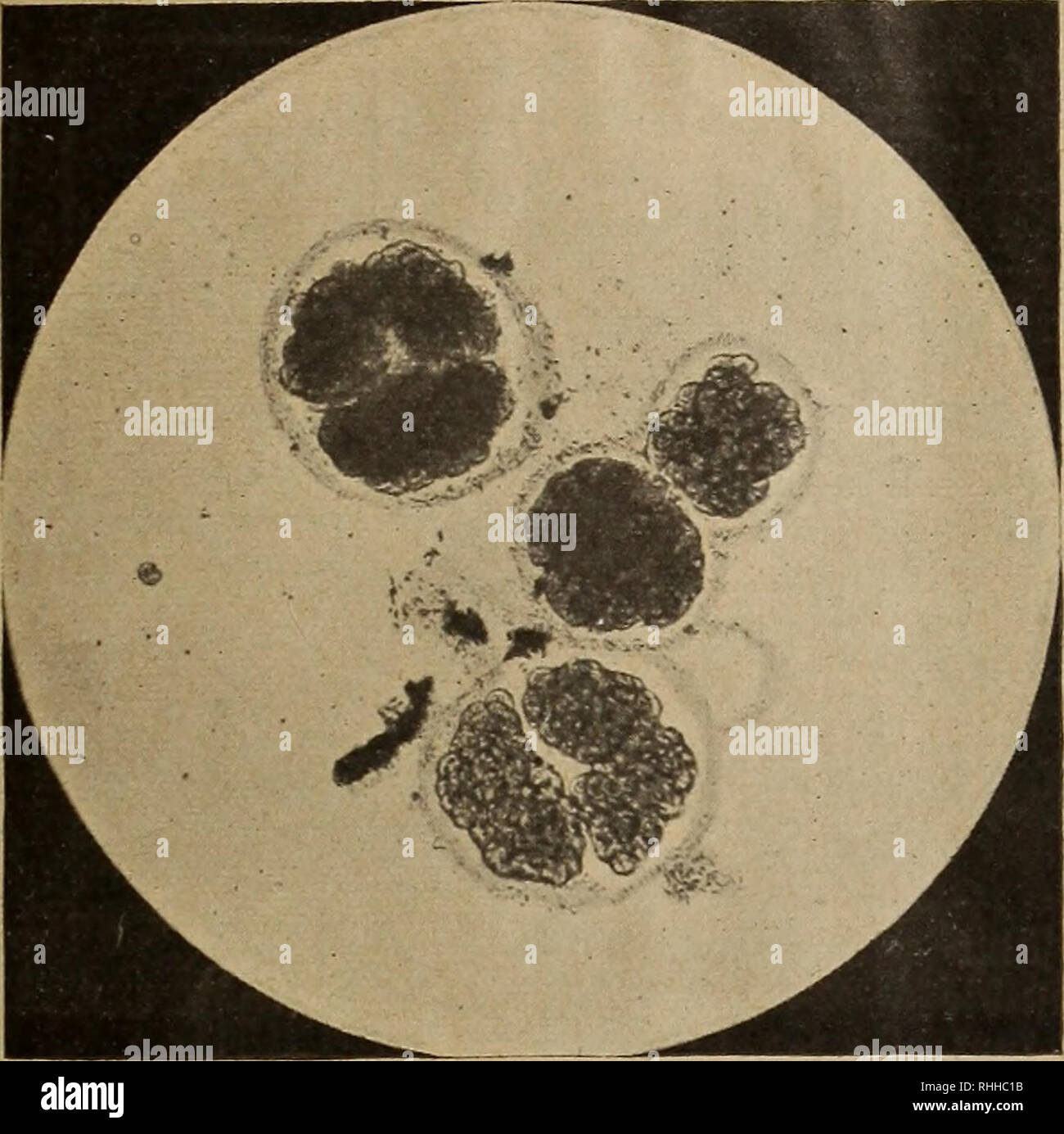 Ichthyophthirius multifiliis hi-res stock photography and images - Alamy