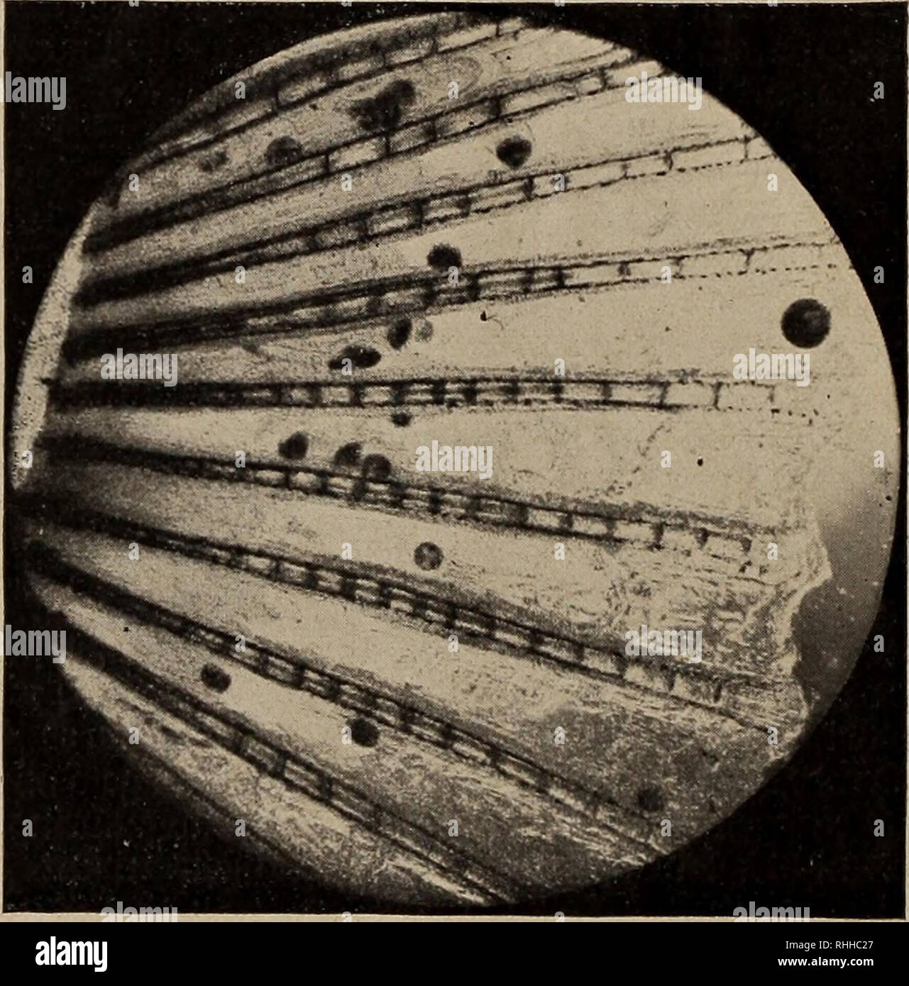 Ichthyophthirius multifiliis hi-res stock photography and images - Alamy