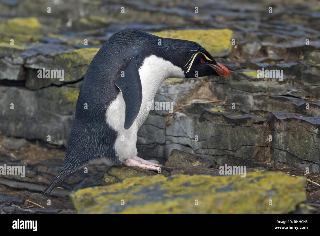 rockhopper penguin eudyptes chrysocome side on jumping across rocks ...
