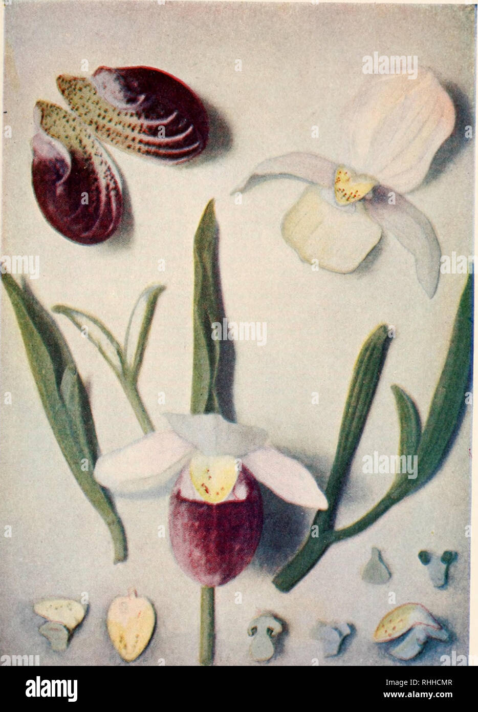 Bog types hi-res stock photography and images - Alamy