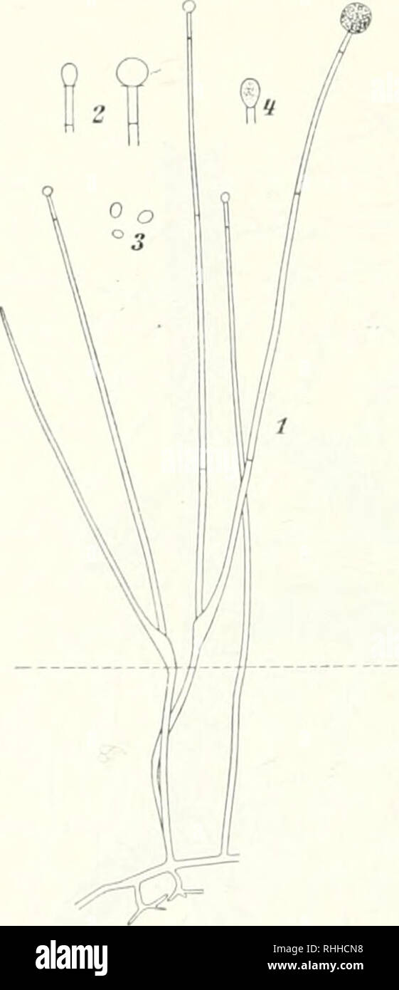 Humusbildung High Resolution Stock Photography and Images - Alamy