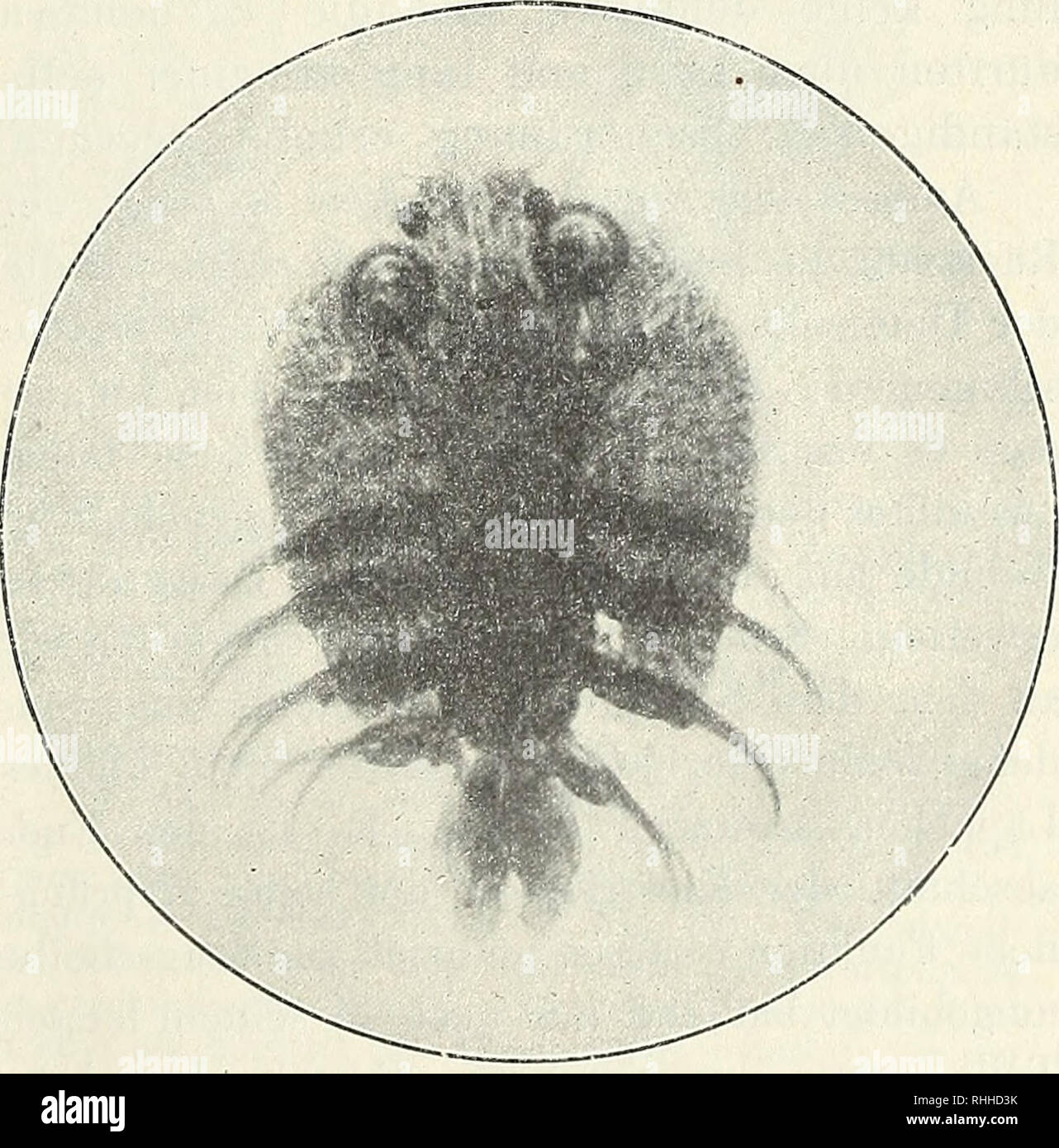 Cyclops sp hi-res stock photography and images - Alamy