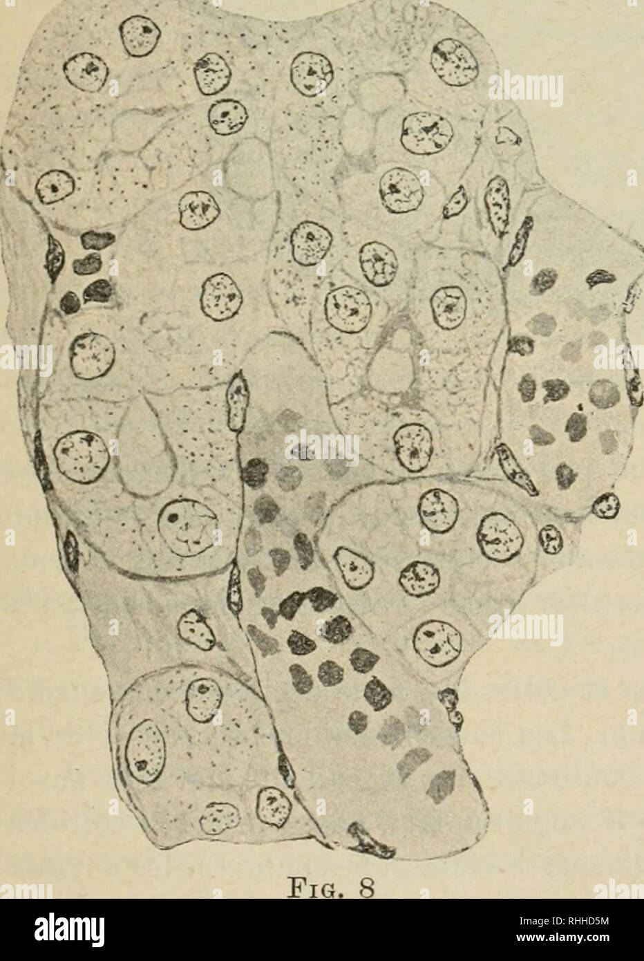 Structure de nid hi-res stock photography and images - Alamy