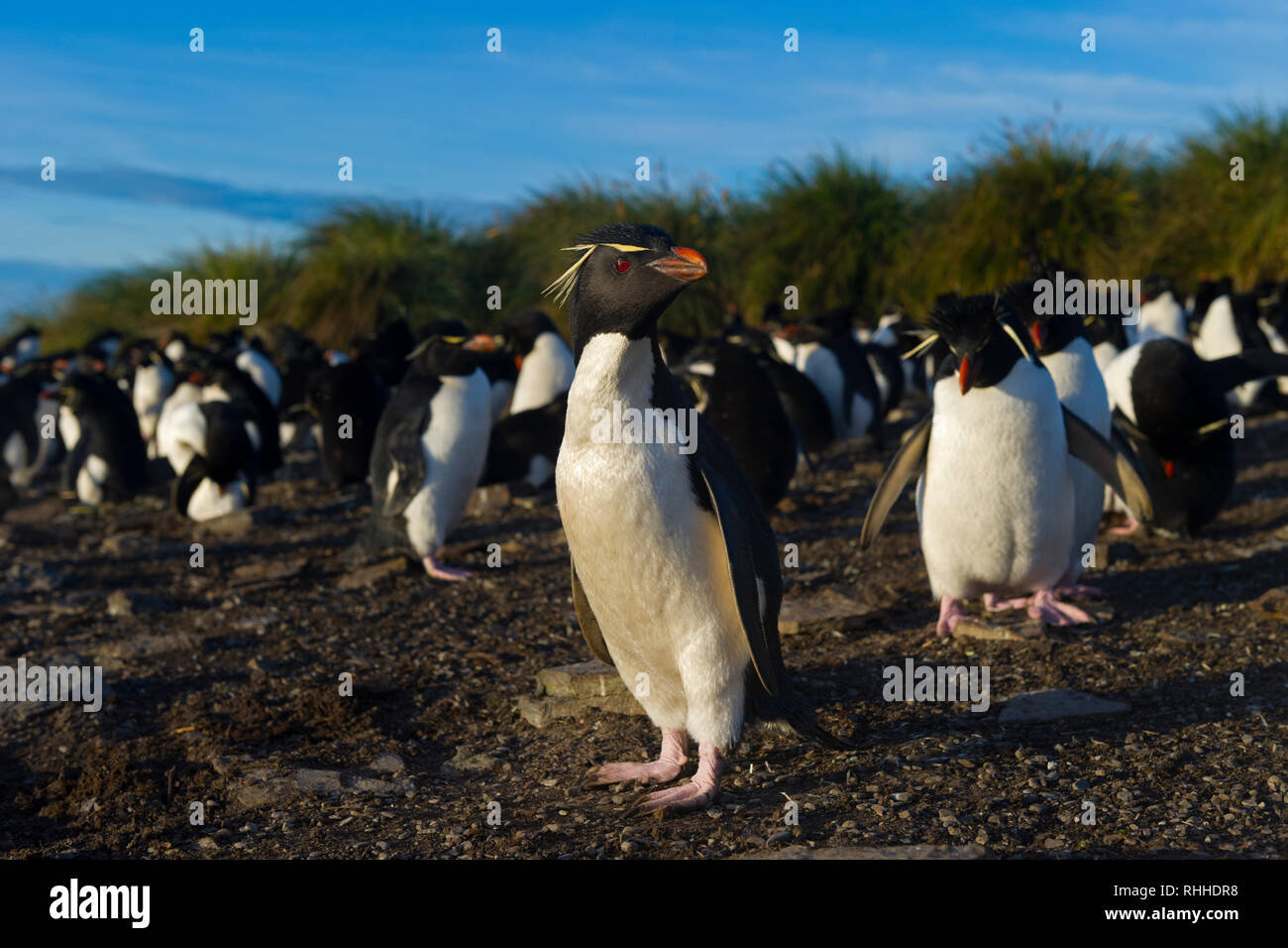 rockhopper penguin eudyptes chrysocome standing in colony with other ...