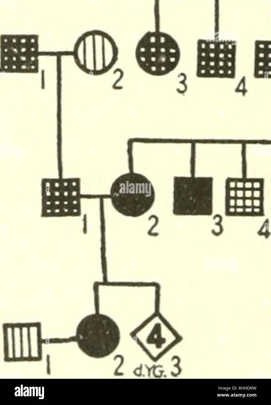 . Body-build and its inheritance. Heredity; Human anatomy. 136 FAMILY ...