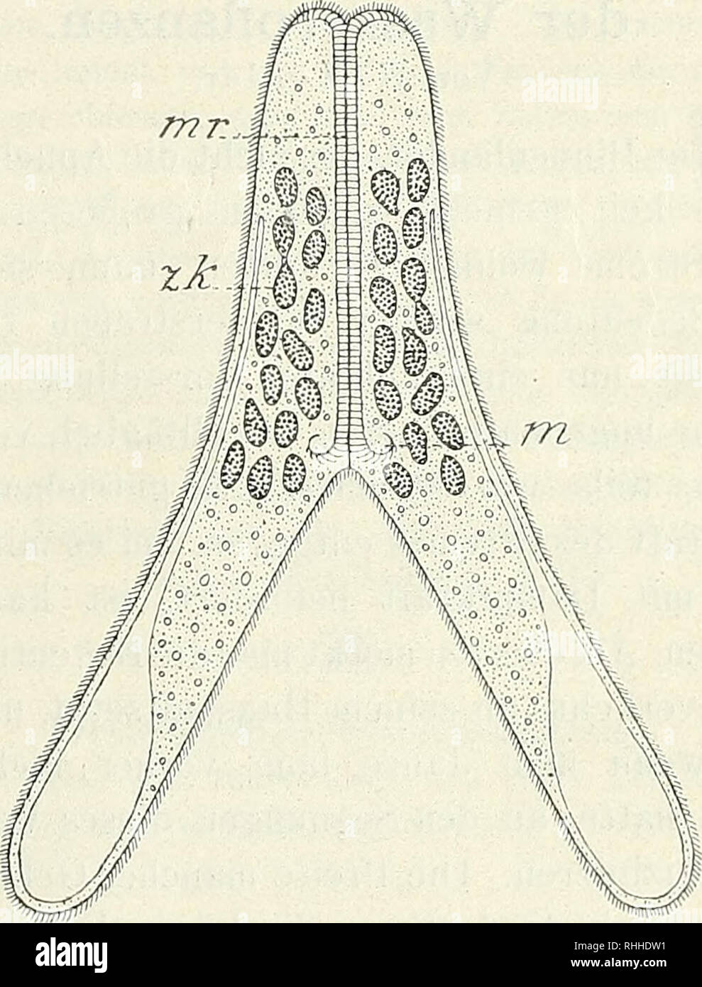 Spirostomum Diagram
