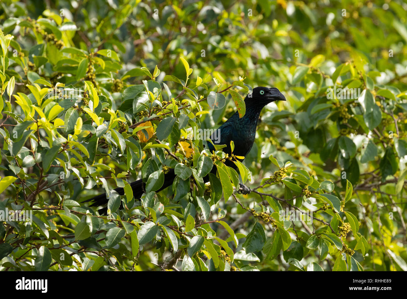 Photo ani hi-res stock photography and images - Alamy