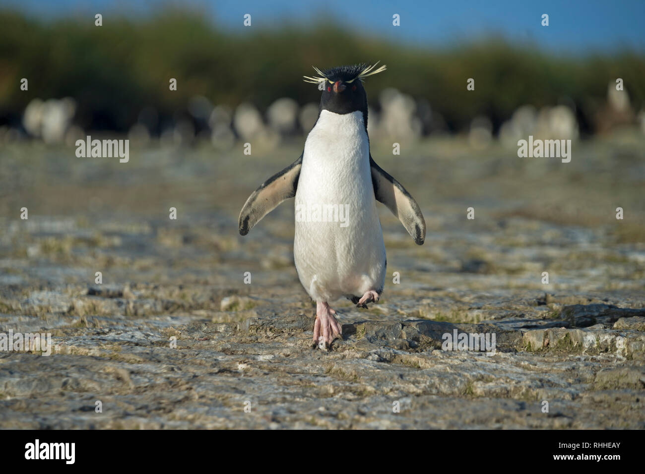 rockhopper penguin eudyptes chrysocome jumping front on with foot ...