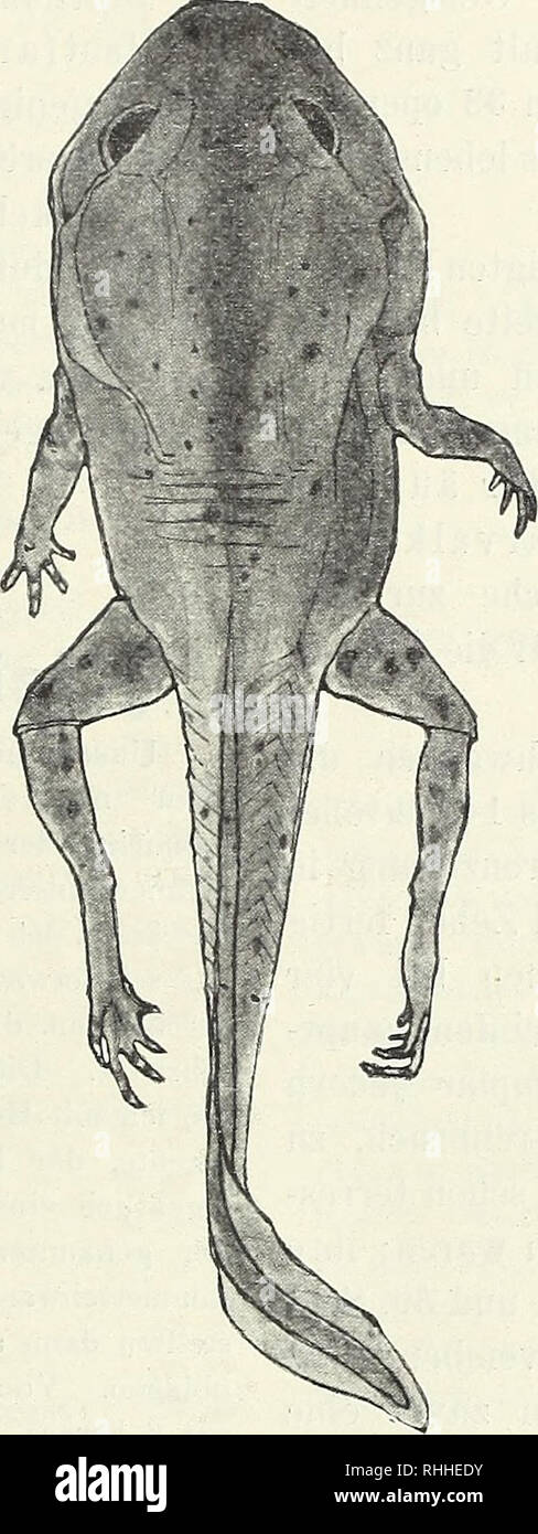 Paul kammerer frosch hi-res stock photography and images - Alamy