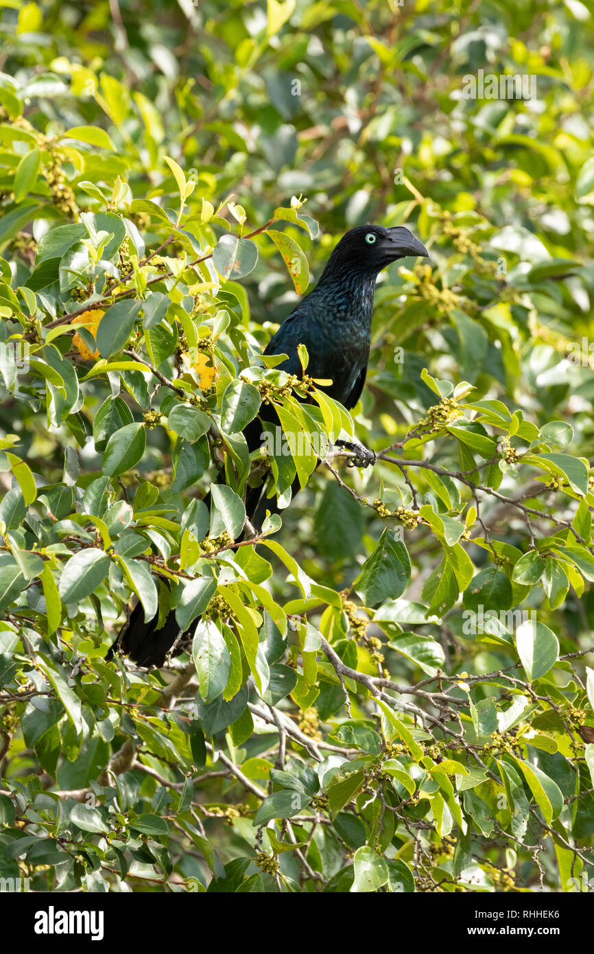 100 de ani hi-res stock photography and images - Alamy