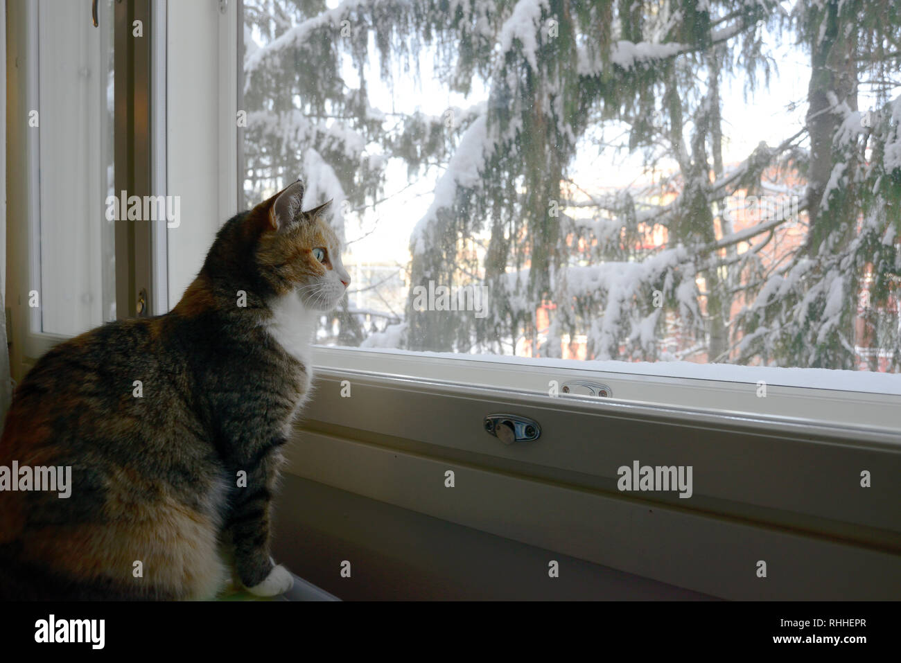 Cute cat in the window hi-res stock photography and images - Alamy