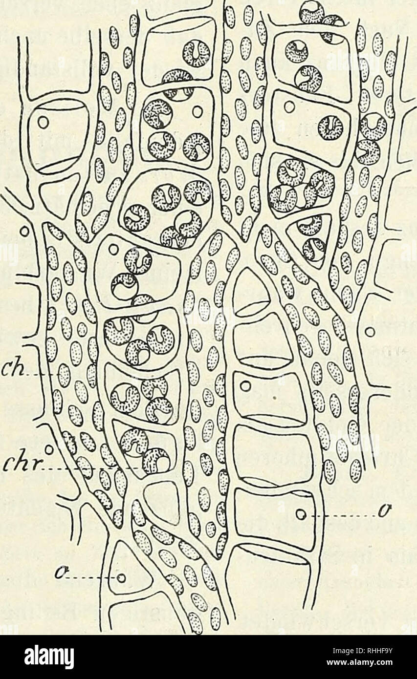 Ss zellen hi-res stock photography and images - Alamy