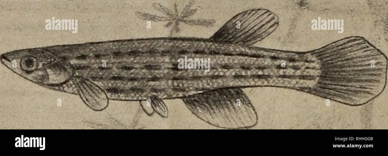 . Blätter für Aquarien- und Terrarien-Kunde. . ^ VS/3 ...