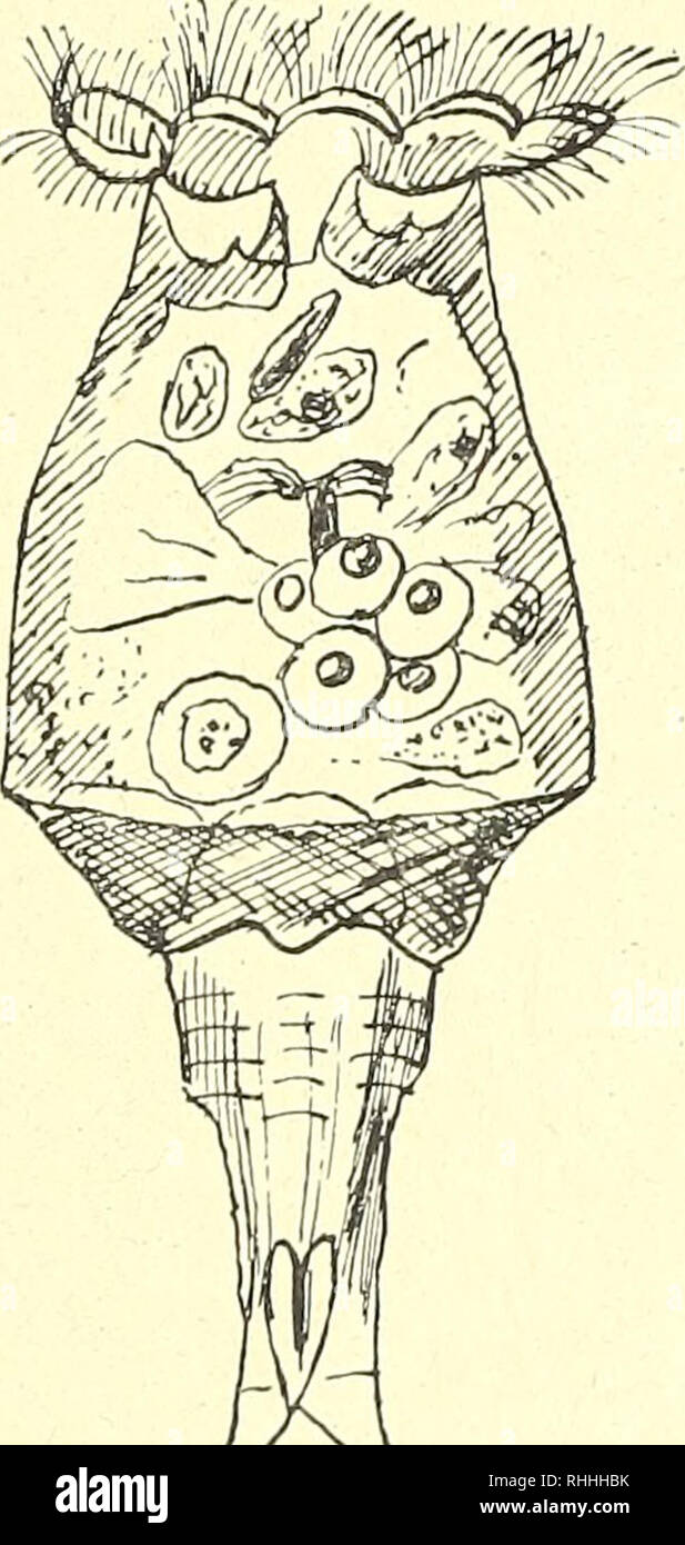 Sagebud hi-res stock photography and images - Alamy