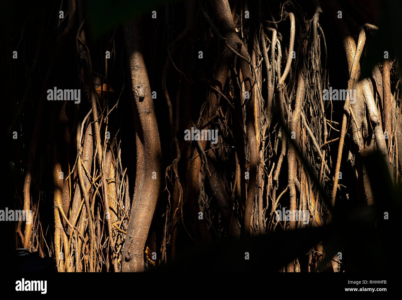 Roots of trees. Huge tree trunk and large exposed roots. Image for ...