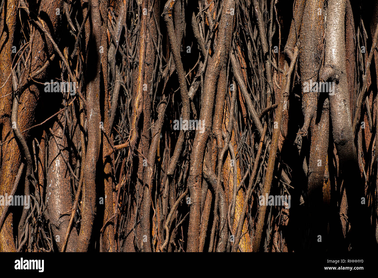 Roots of trees. Huge tree trunk and large exposed roots. Image for ...