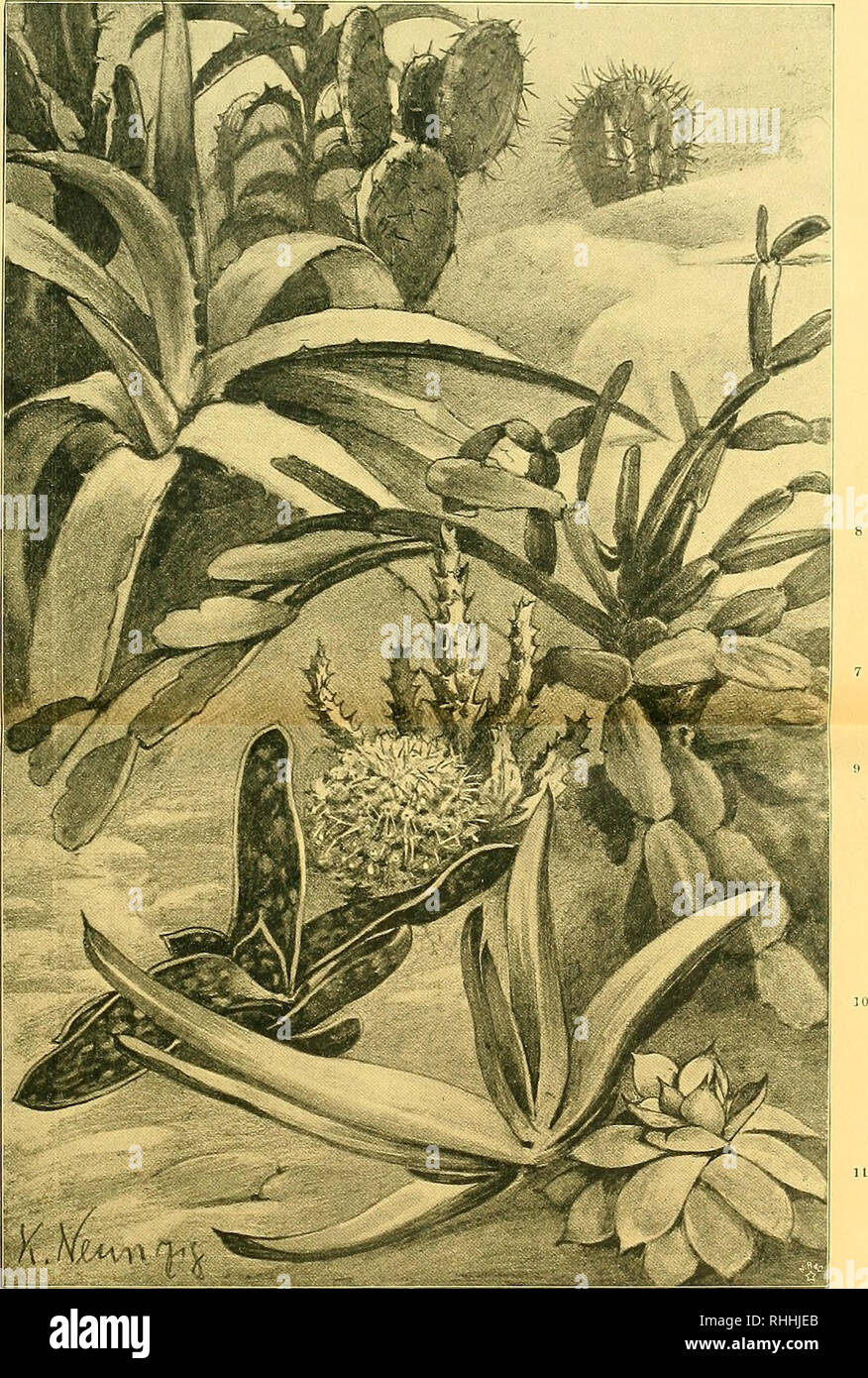 Aloe arborescens variegata hi-res stock photography and images - Alamy