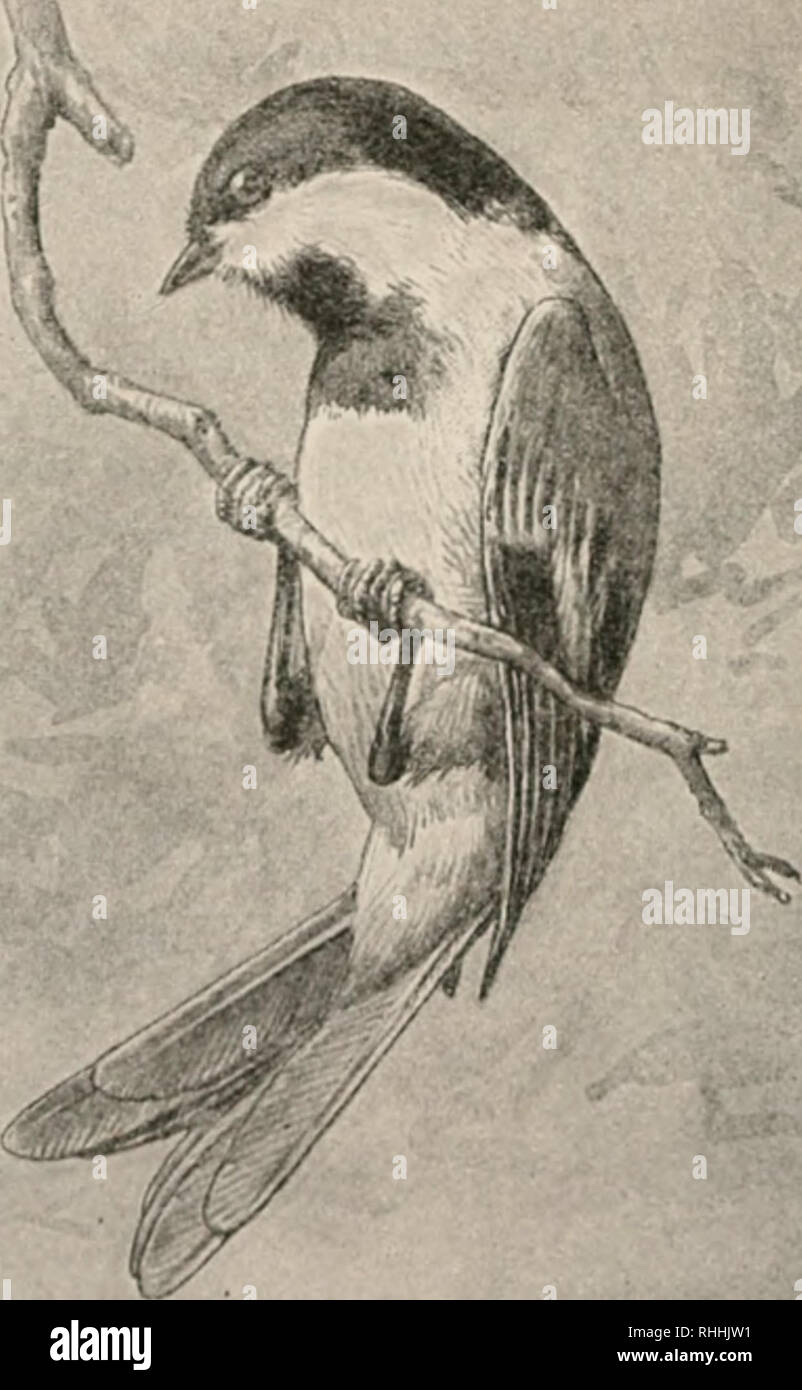 Eastern titmouse hi-res stock photography and images - Alamy