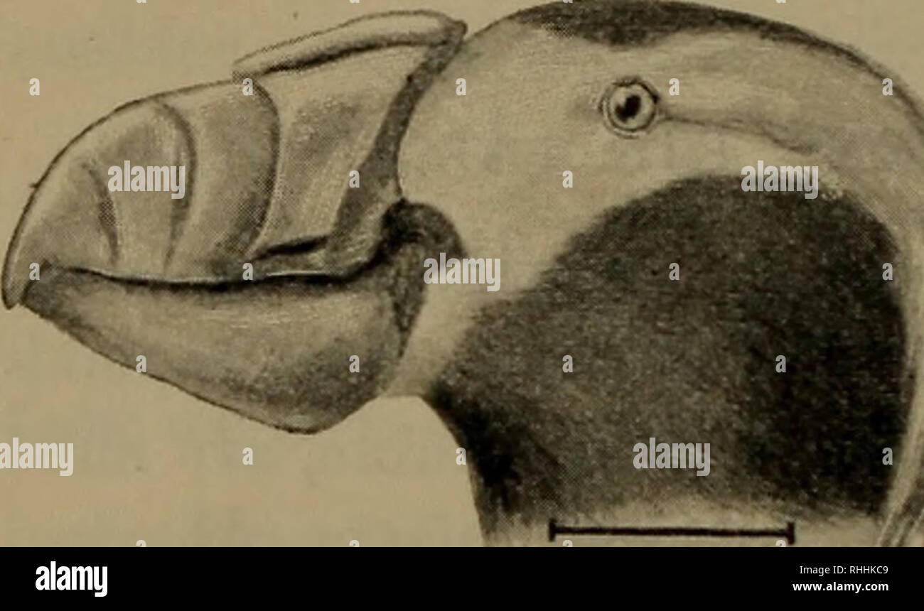 . Birds of the United States east of the Rocky Mountains, a manual for ...