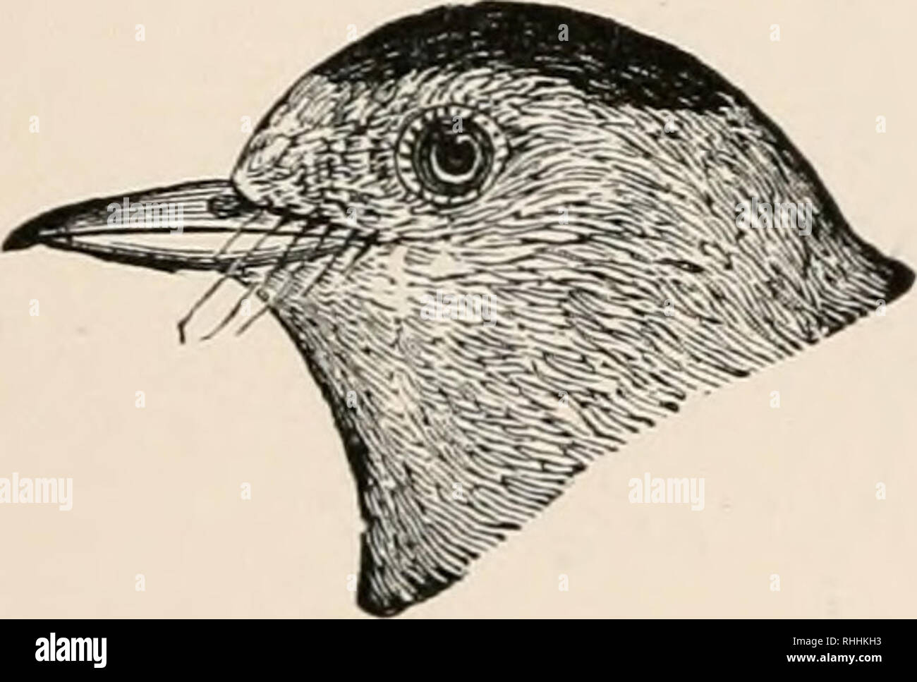 . The birds of eastern North America : known to occur east of the ...
