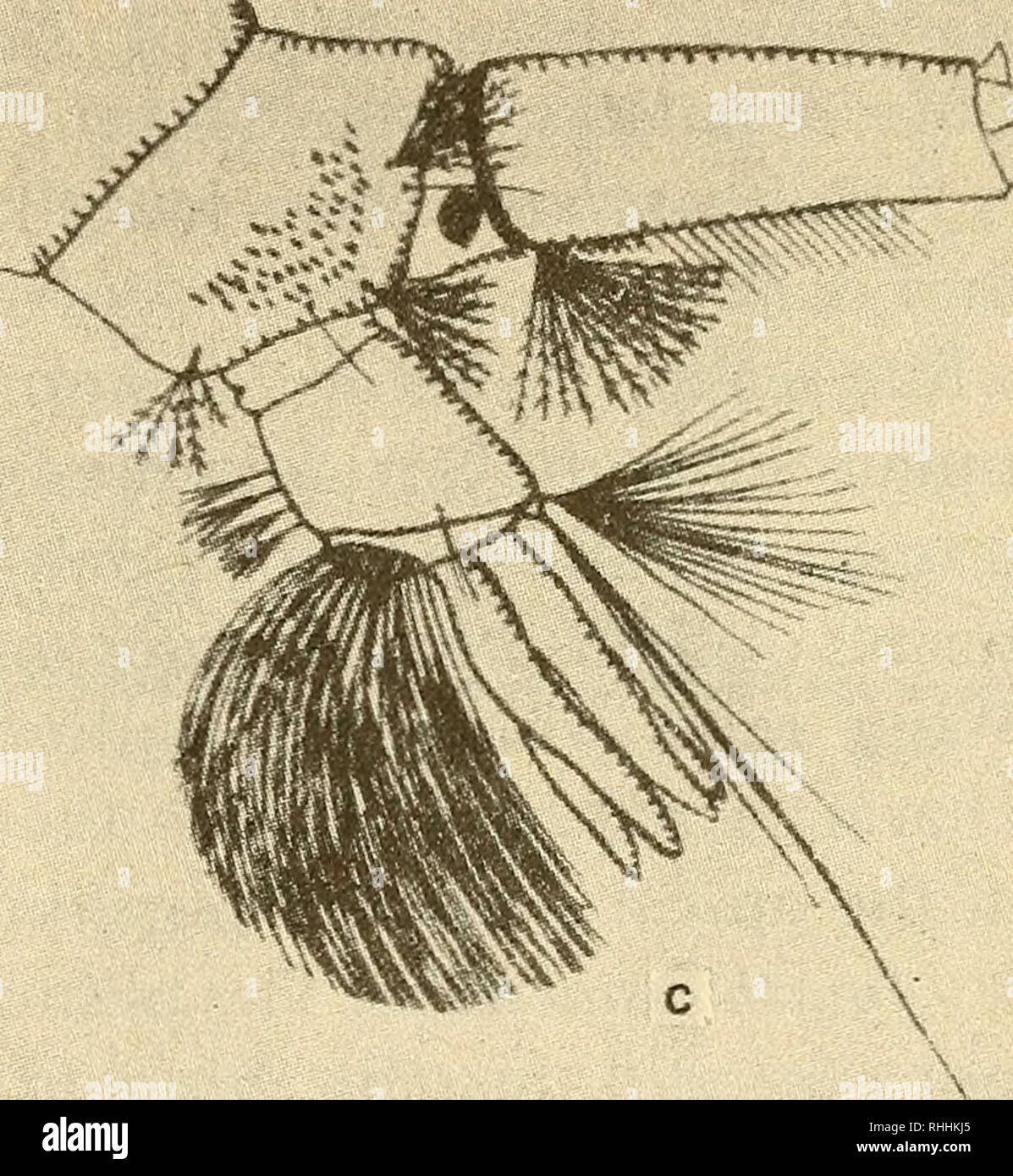 59 mosquitoes hi-res stock photography and images - Alamy