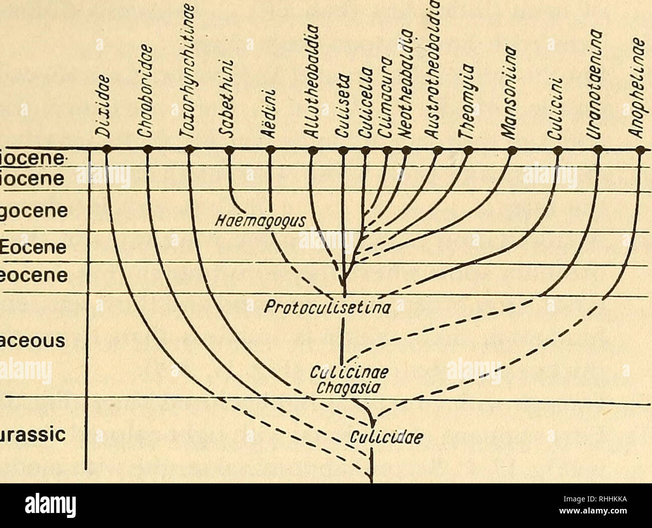 Pliocene paleocene hi-res stock photography and images - Alamy