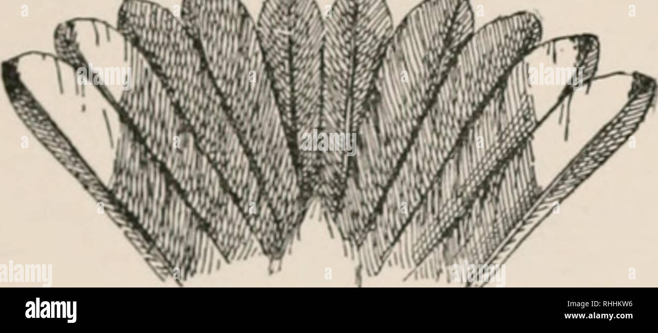 Chestnut undertail coverts hi-res stock photography and images - Alamy