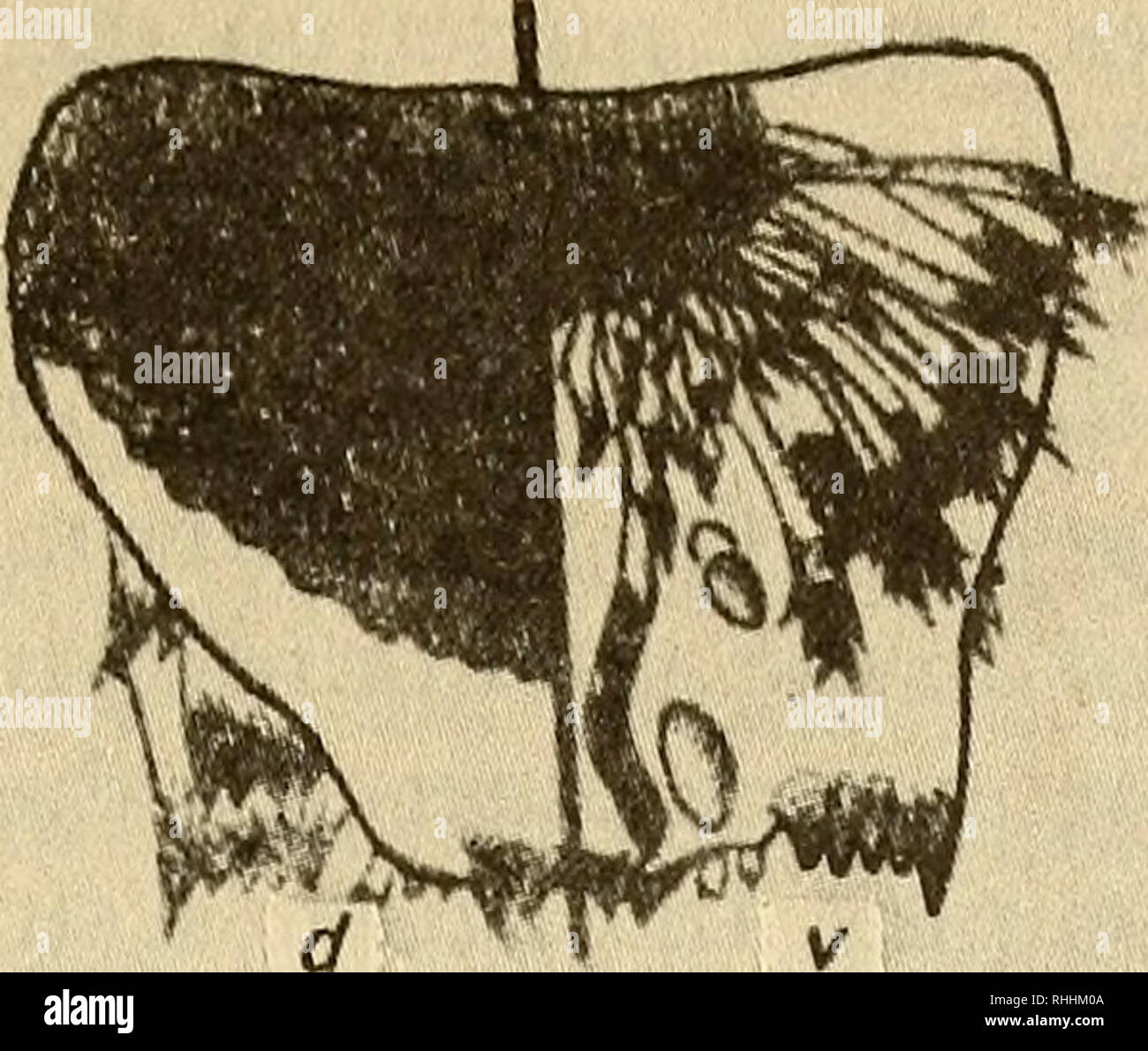 . Blood-sucking mosquitoes of the subtribe Culisetina (Diptera ...