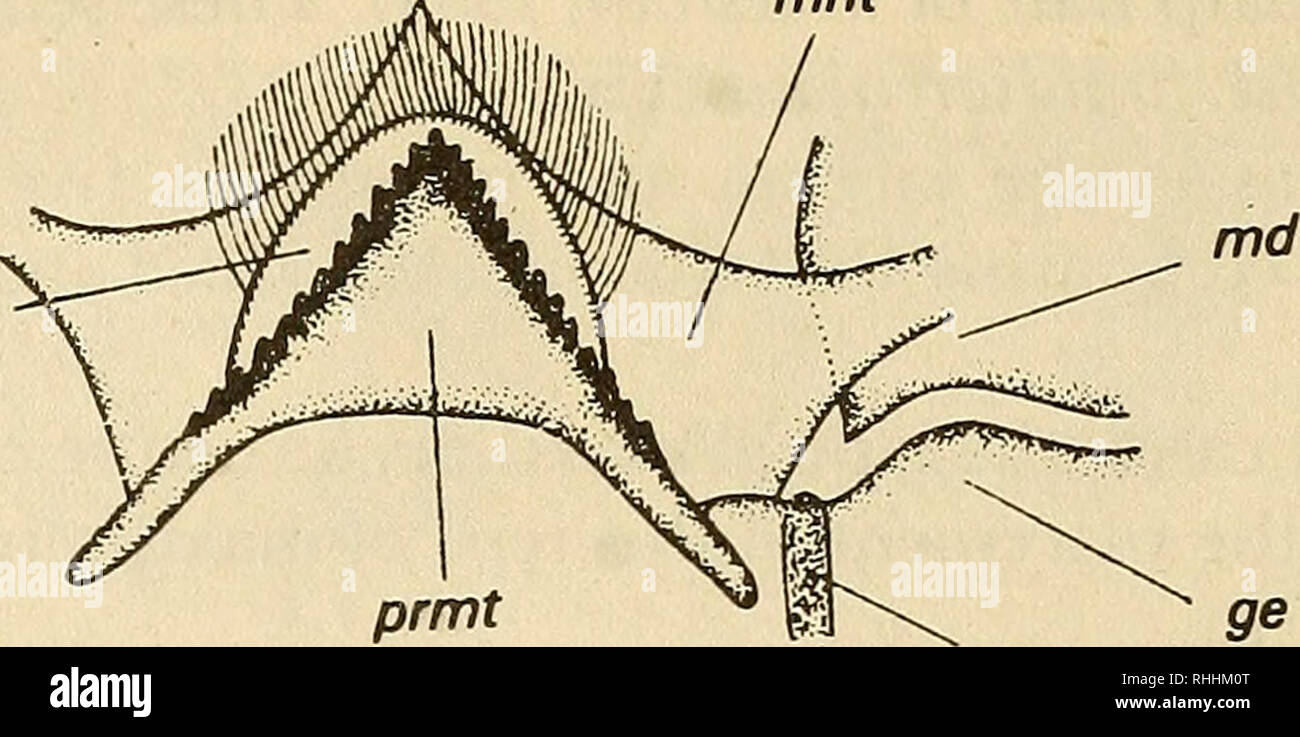 . Blood-sucking mosquitoes of the subtribe Culisetina (Diptera ...
