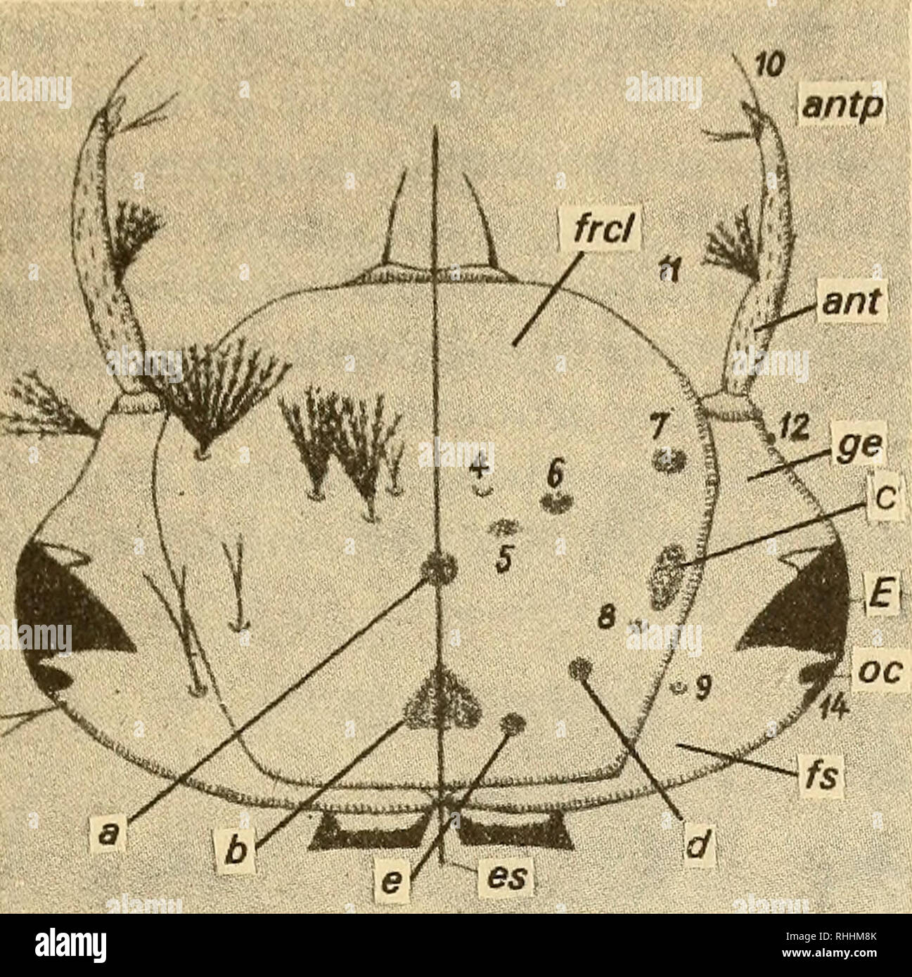 Cranial Plating Cycle