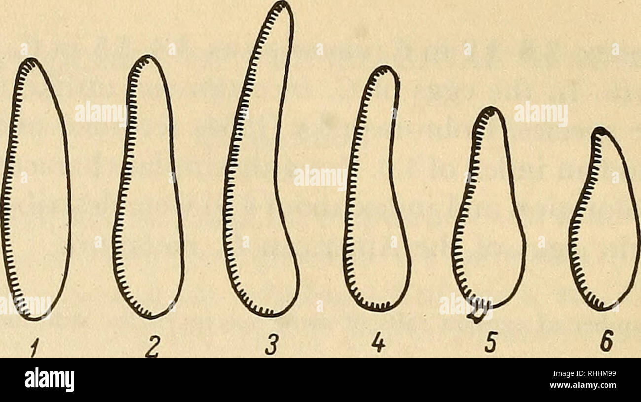 Types of mosquitoes hi-res stock photography and images - Alamy