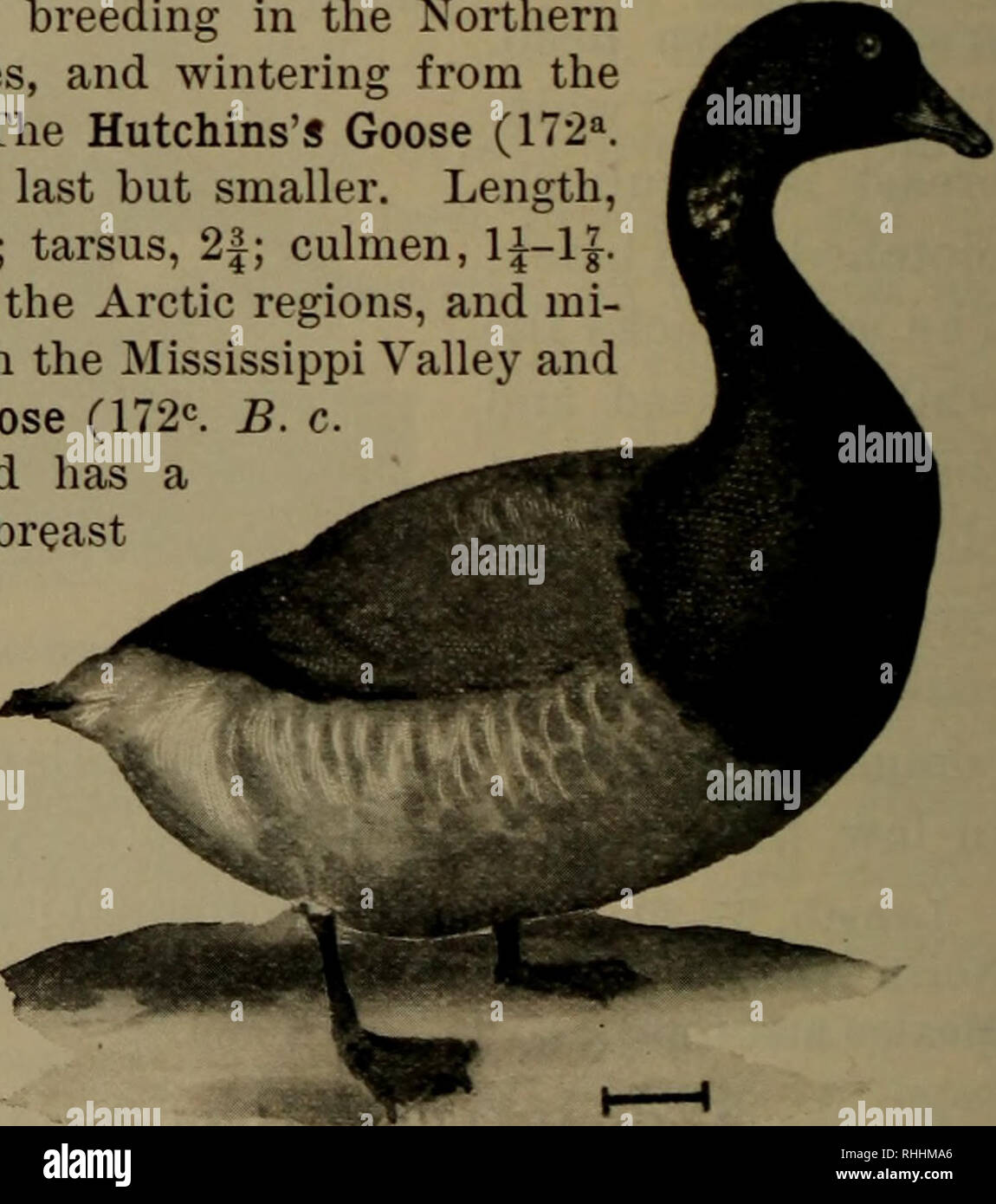 Canada goose identification hi-res stock photography and images - Alamy