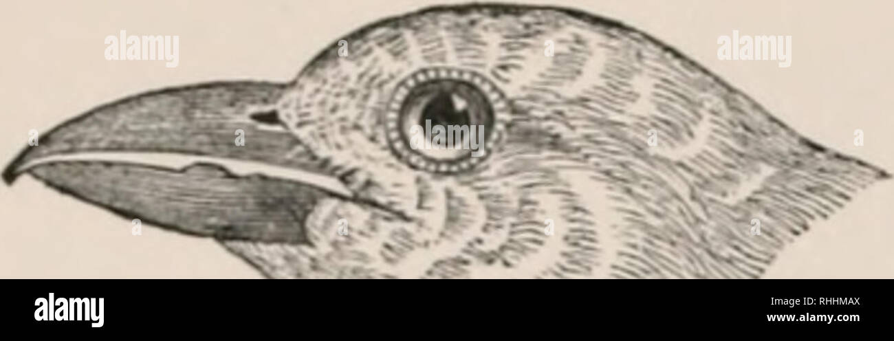 Dul green hi-res stock photography and images - Alamy