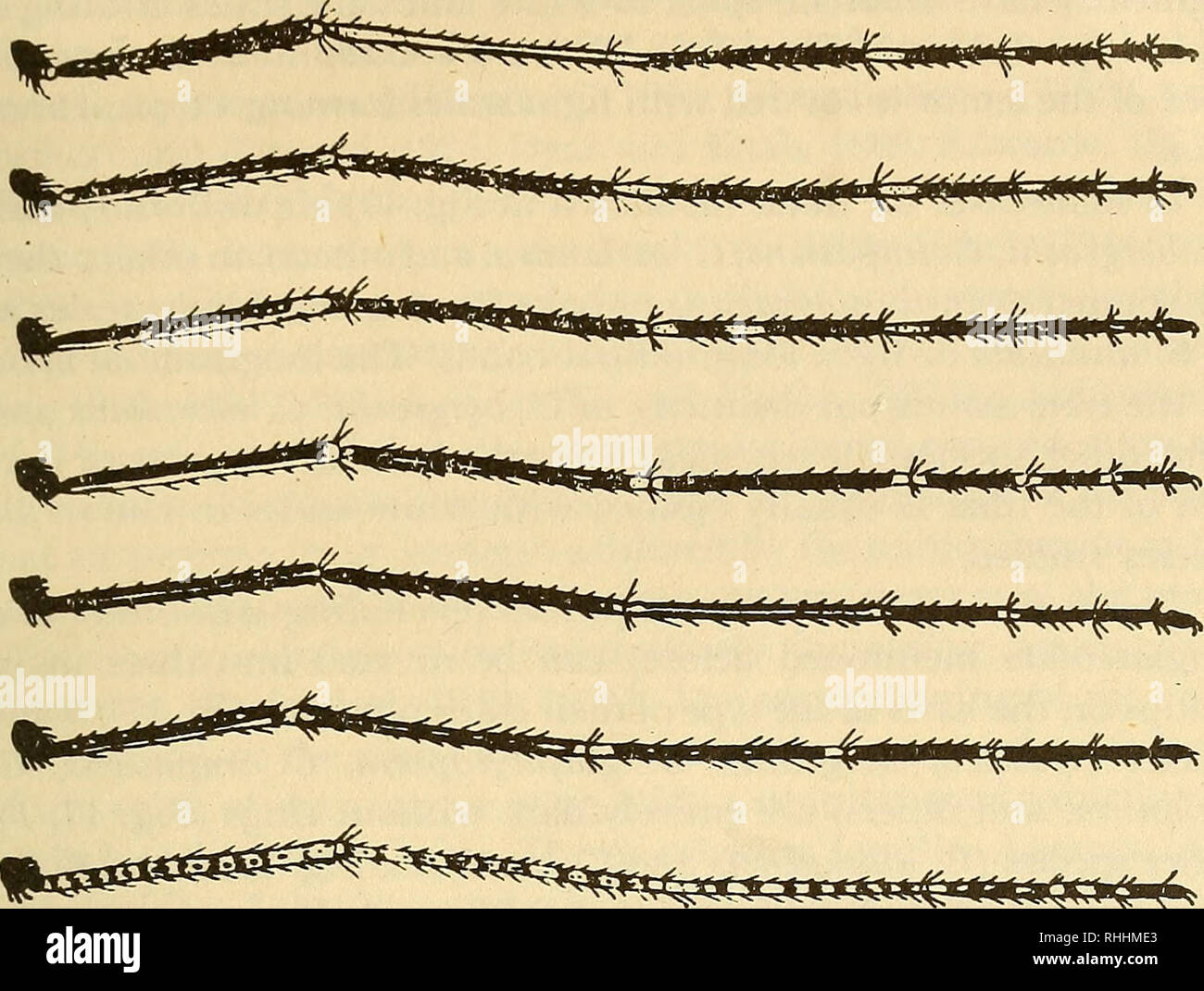 . Blood-sucking mosquitoes of the subtribe Culisetina (Diptera ...