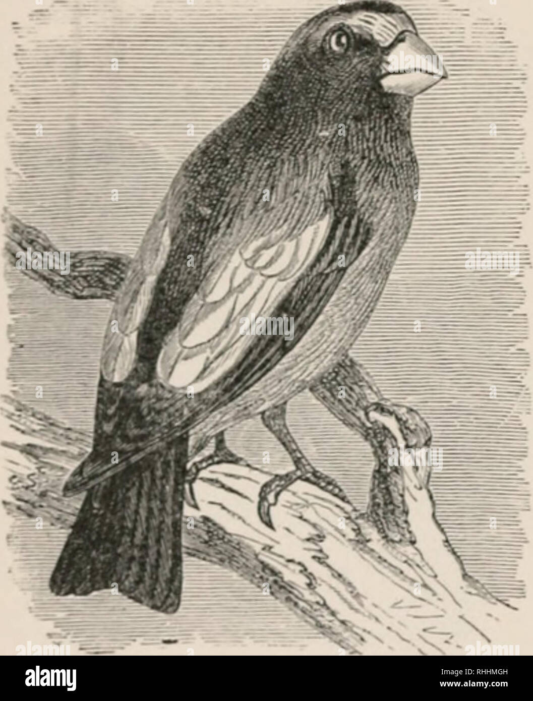 T res feathers hi-res stock photography and images - Alamy