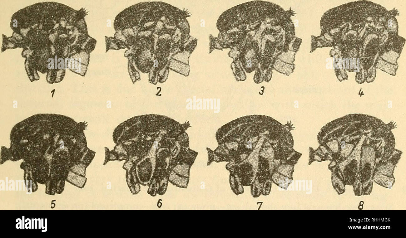 . Blood-sucking mosquitoes of the subtribe Culisetina (Diptera ...