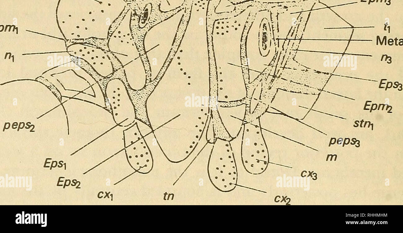 . Blood-sucking mosquitoes of the subtribe Culisetina (Diptera ...