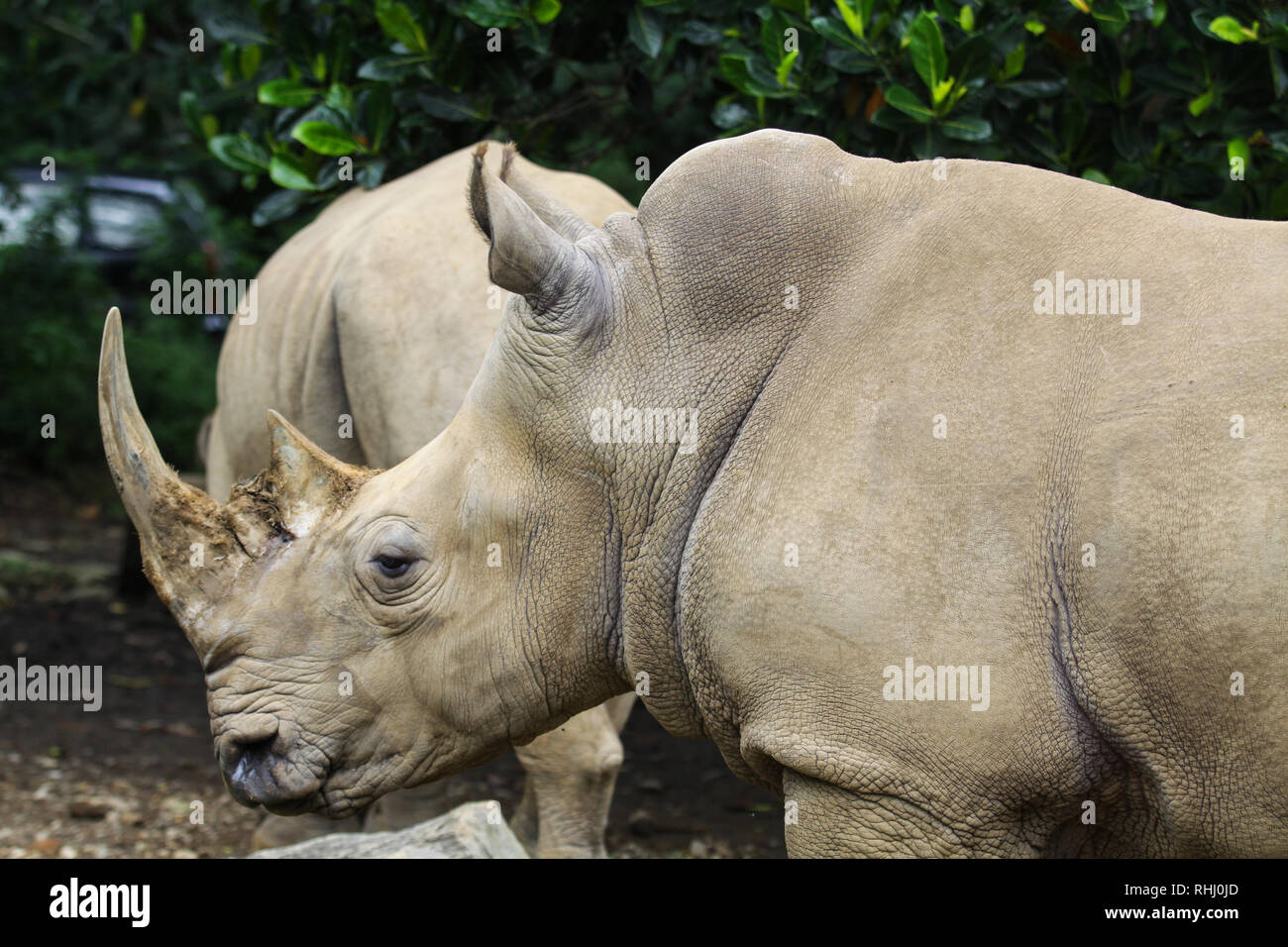 Sumatran rhino hi-res stock photography and images - Alamy