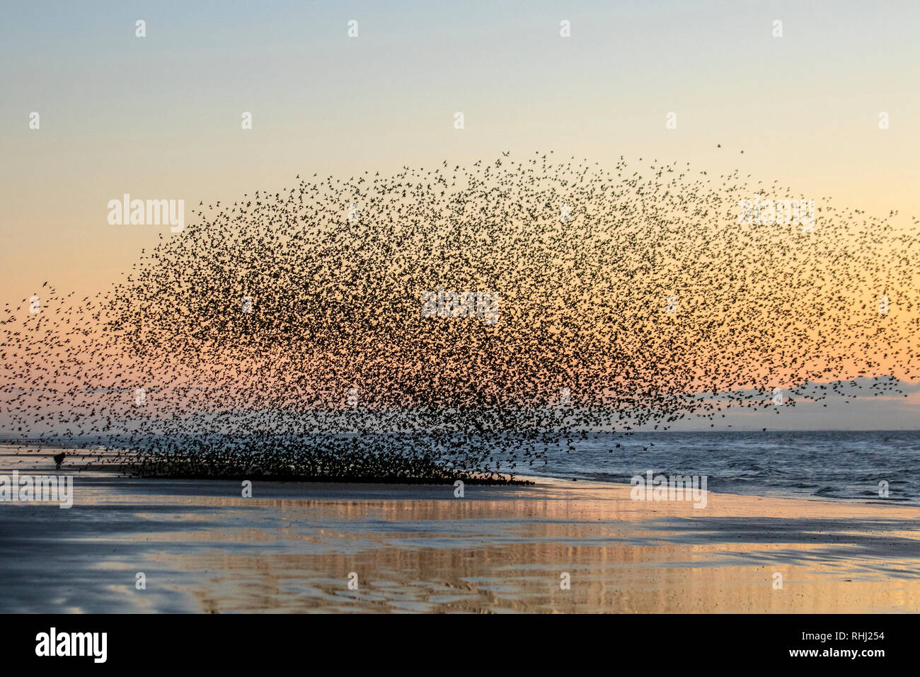 Blackpool, Lancashire. 2nd February 2019. A swarm of tens of thousands ...