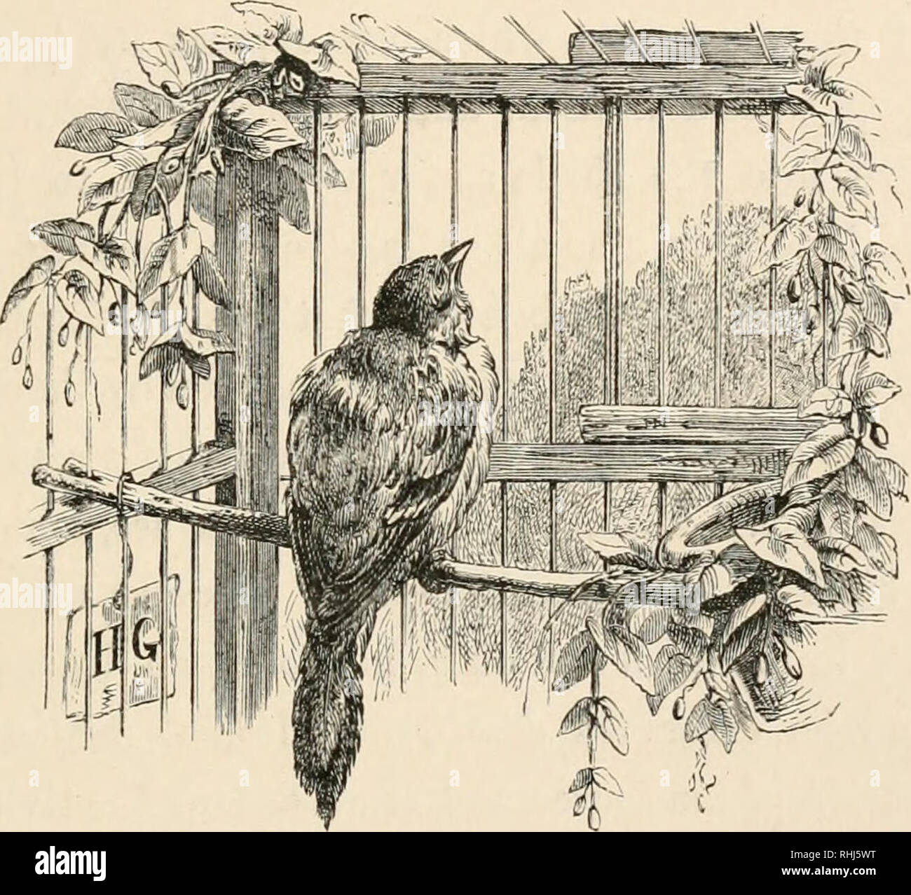Mean Bird Art