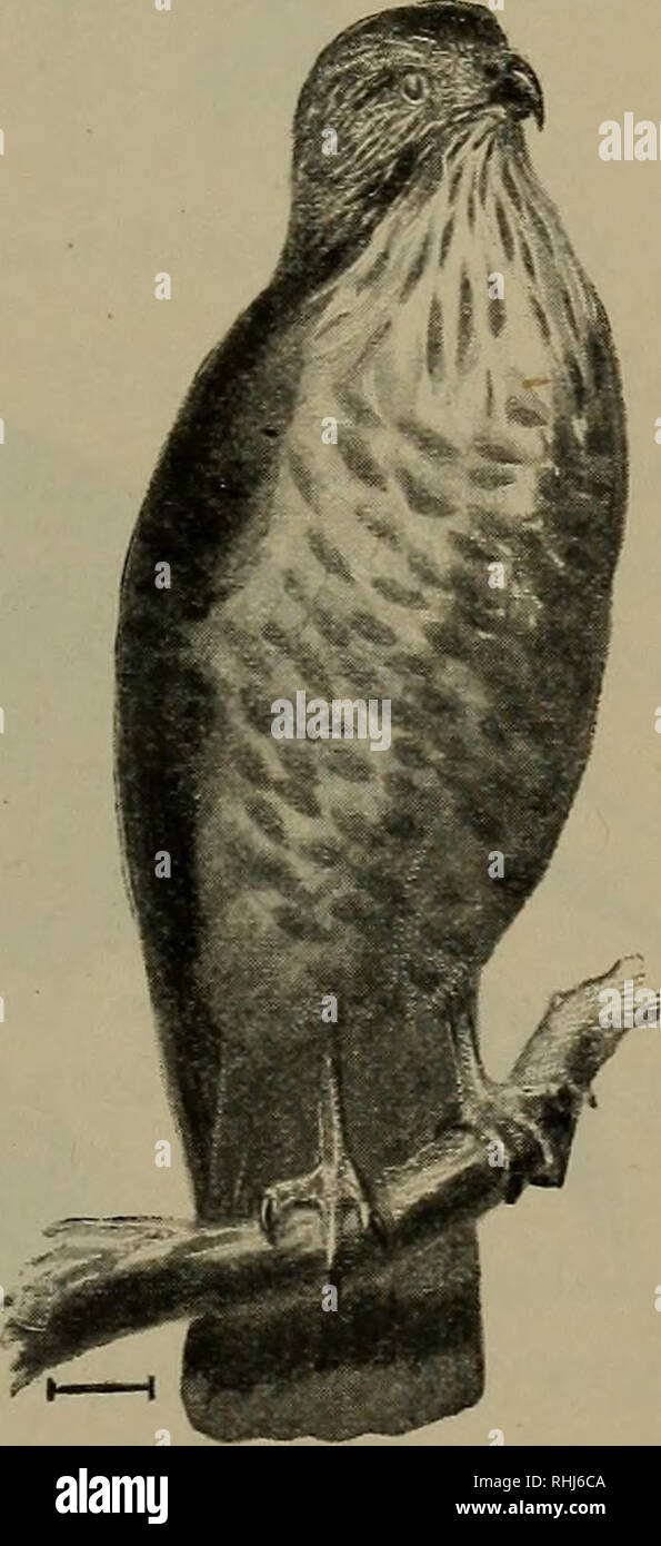 Wing identification markings hi-res stock photography and images - Alamy