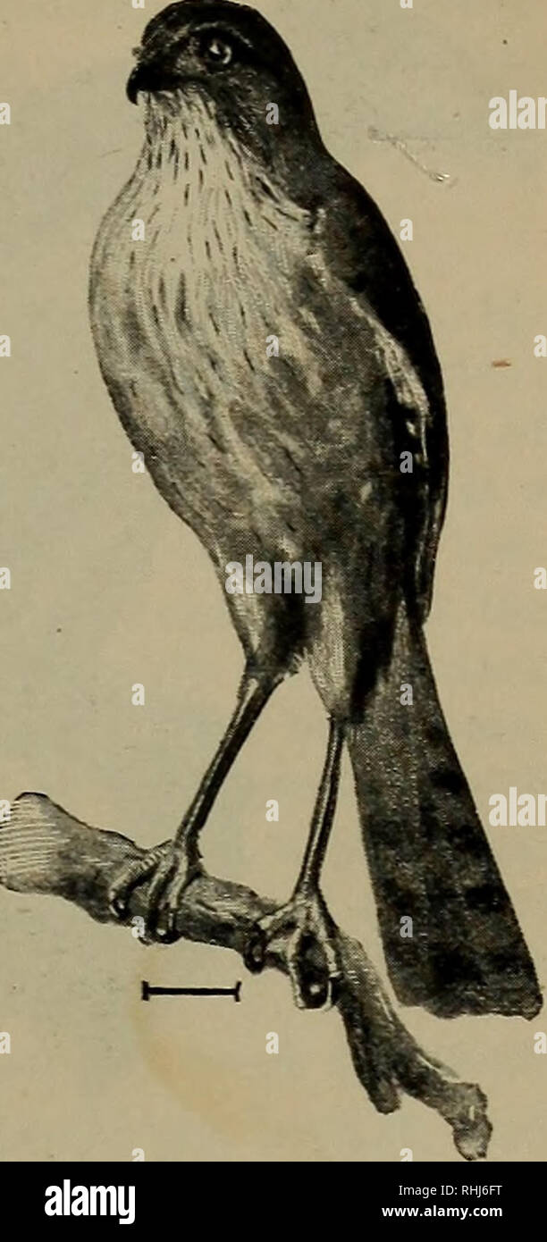 Swift species in south america hi-res stock photography and images - Alamy